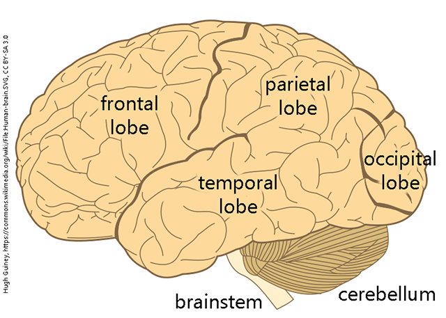 The Nervous System – Medical English