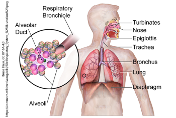 The Respiratory System – Medical English