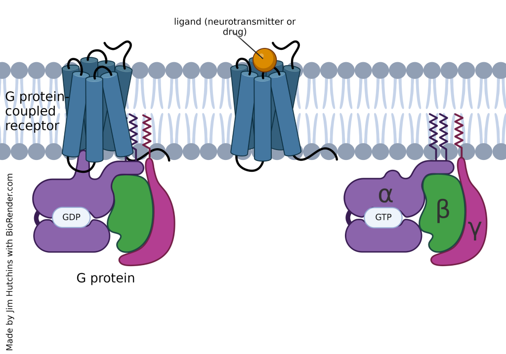 Metabotropic Receptors (G Protein-Coupled Receptors) – Introduction to Neuroscience