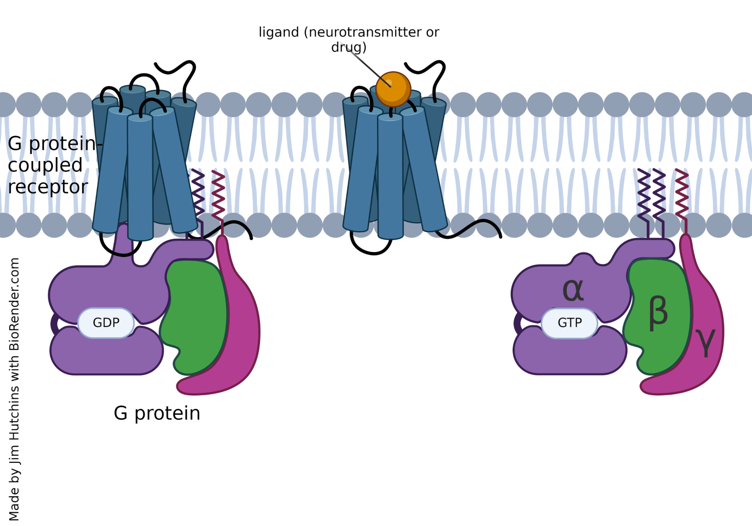 Metabotropic Receptors (G Protein-Coupled Receptors) – Introduction to Neuroscience