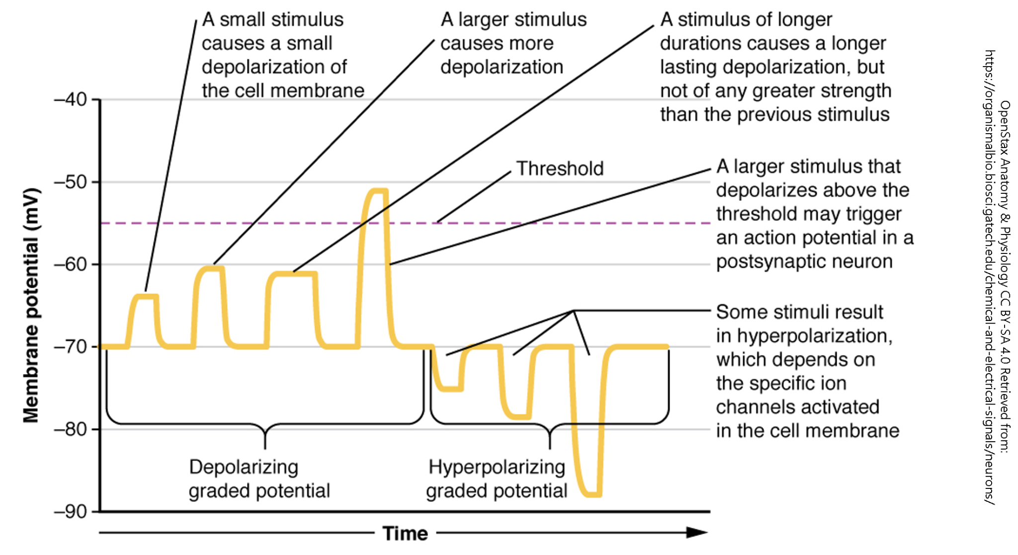 Spatial and Temporal Summation – Introduction to Neuroscience Spatial and Temporal Summation – Introduction to Neuroscience