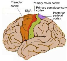 Motor Cortex – Introduction to Neuroscience
