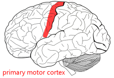 Motor Cortex – Introduction to Neuroscience