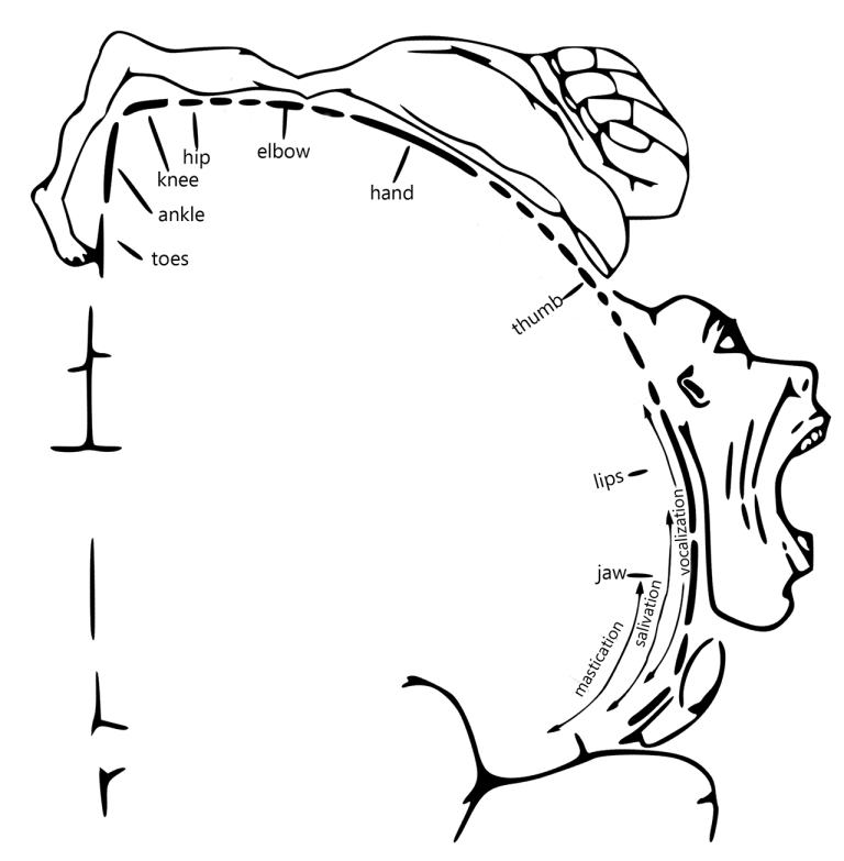 Motor Cortex – Introduction to Neuroscience