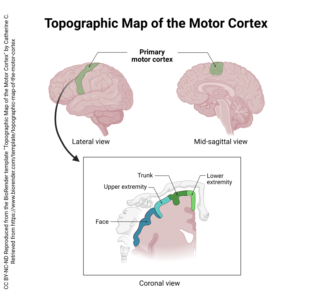 Motor Cortex – Introduction to Neuroscience