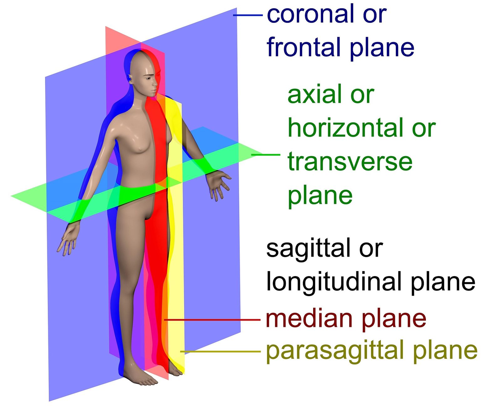 Naming Anatomical Planes and Directional Terminology – Integrated Human ...