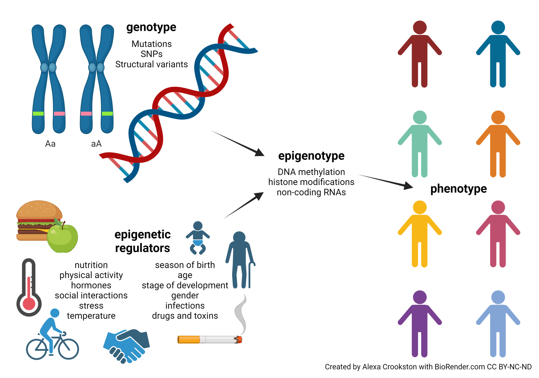 Genotype, Epigenotype, and Phenotype – Integrated Human Anatomy and ...