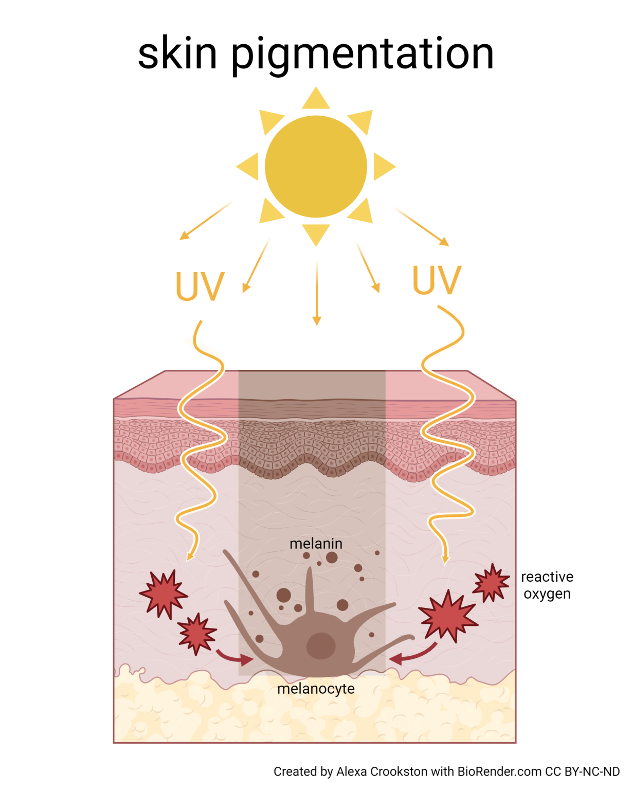 Skin Pigment – Integrated Human Anatomy and Physiology