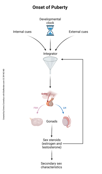 Puberty and Sexual Response – Integrated Human Anatomy and Physiology