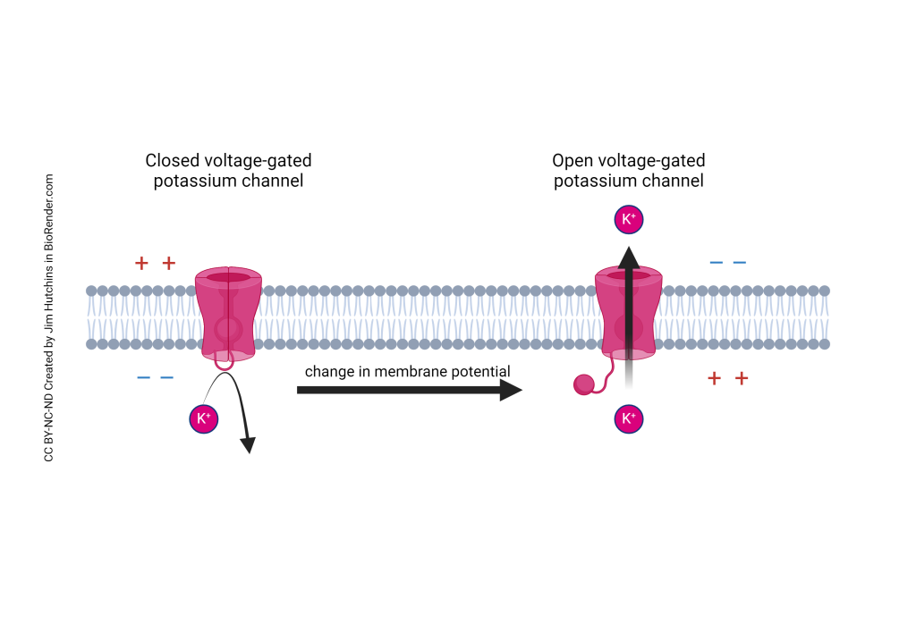 Voltage-Gated Ion Channels – Integrated Human Anatomy and Physiology Part 2 (NOT UPDATED)