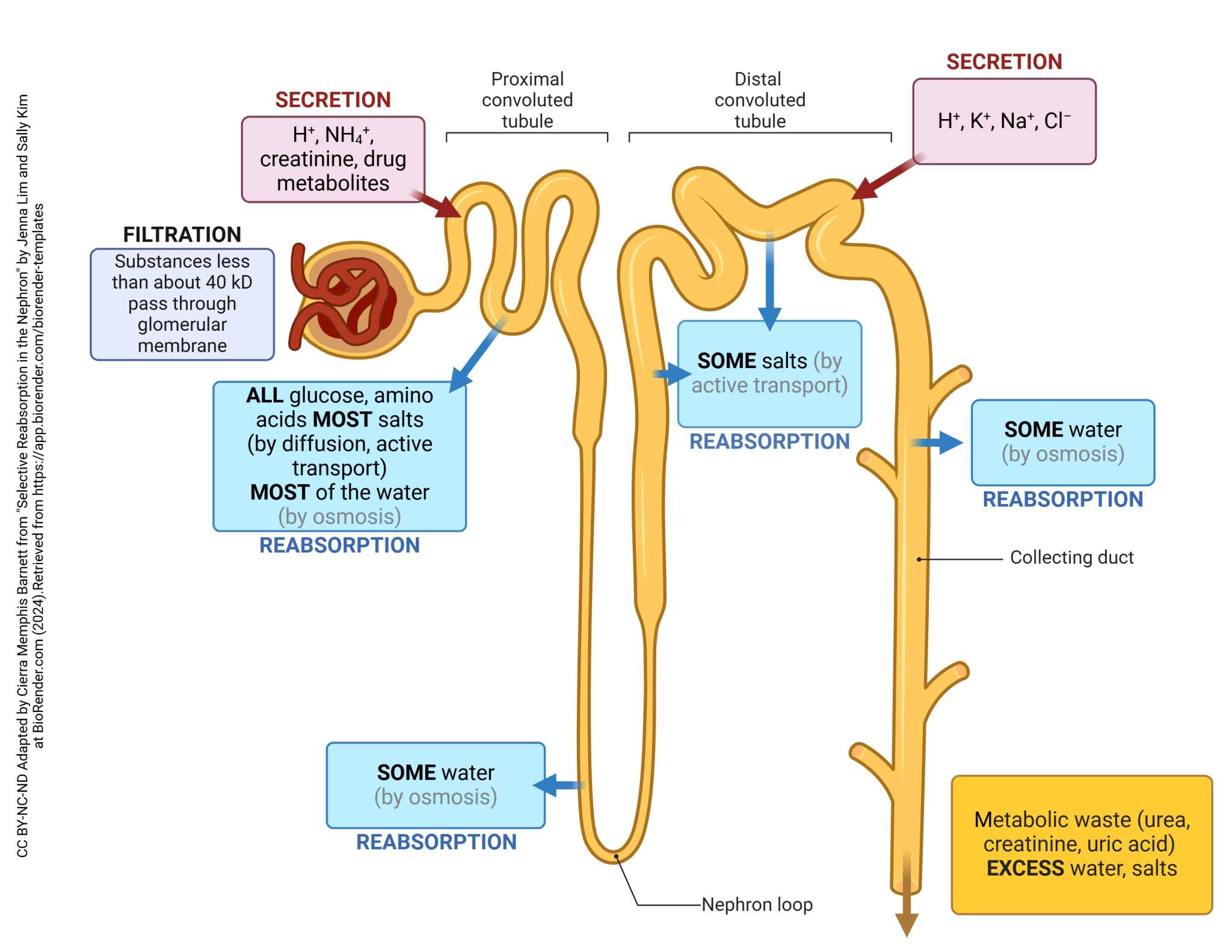 Nephron Structure and Function – Integrated Human Anatomy and ...