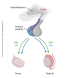 Puberty and Sexual Response – Integrated Human Anatomy and Physiology ...