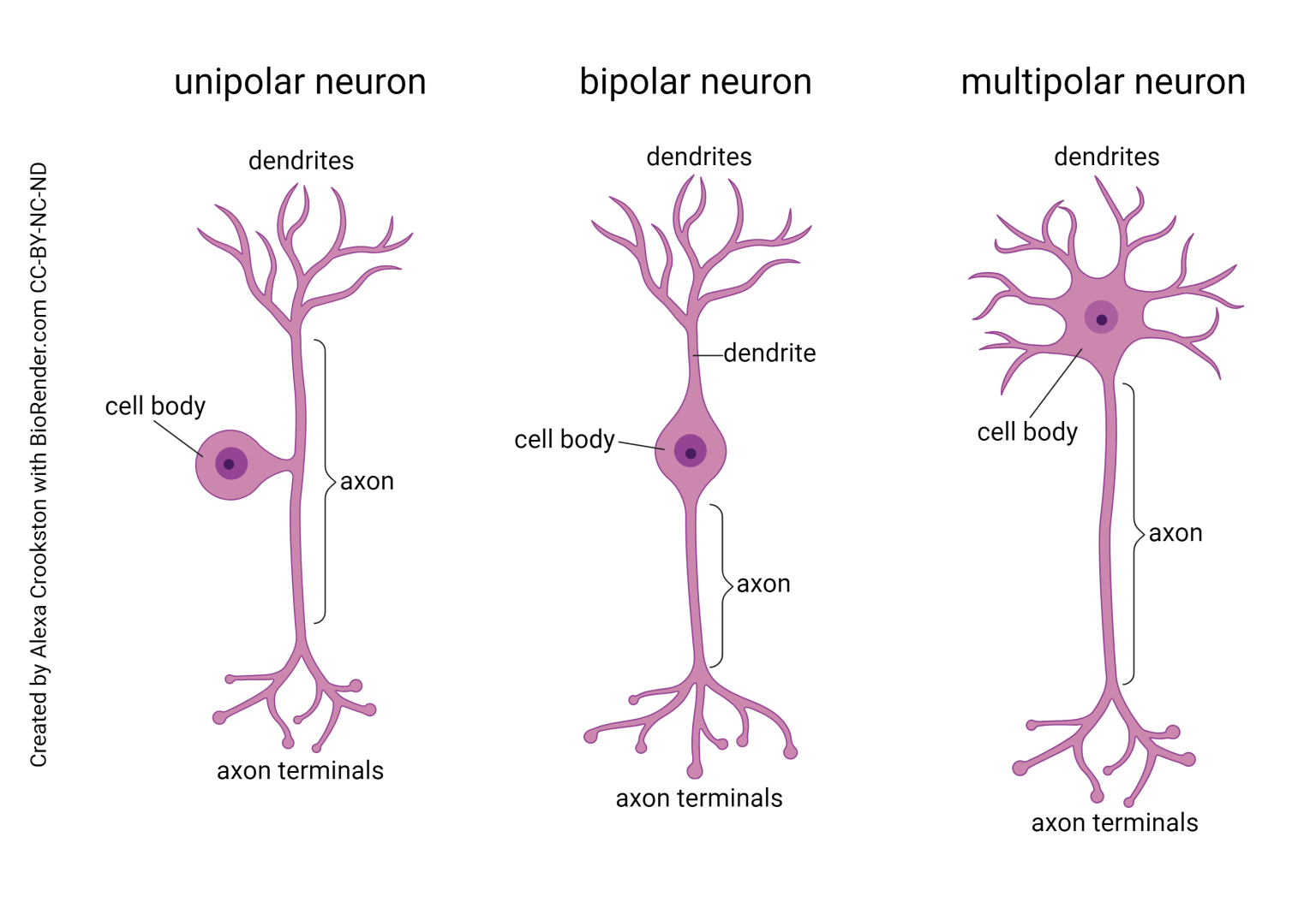 Cells of the Nervous System | Neurons – Integrated Human Anatomy and Physiology Part 2 (NOT UPDATED)