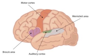 Higher-Order Brain Functions – Integrated Human Anatomy and Physiology ...