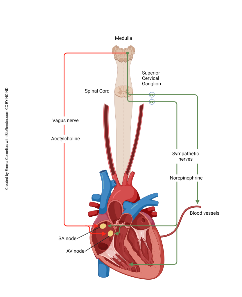 Electrical Activity of the Heart – Integrated Human Anatomy and ...